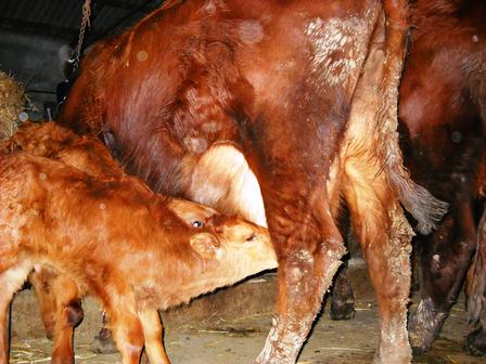 Epulae News - Una gita dai Mangiapane